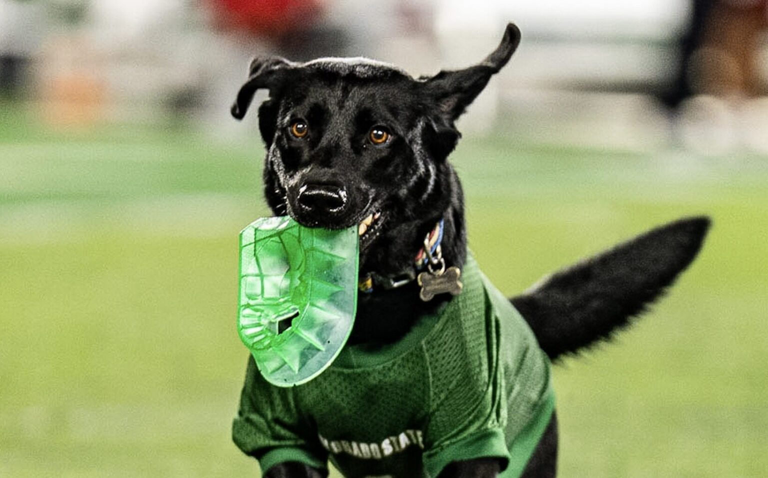 Rehabilitation and Physical Therapy – CSU Veterinary Health System