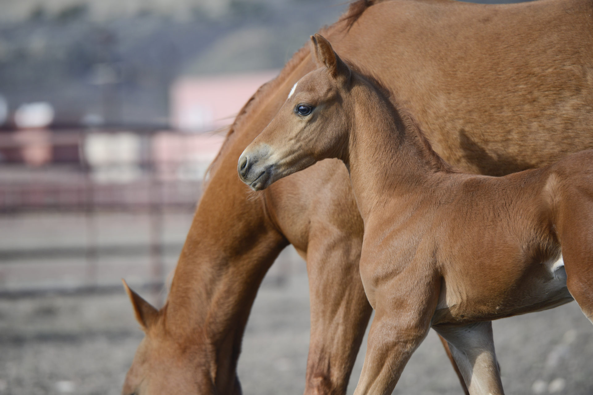 Mare Services – CSU Veterinary Health System