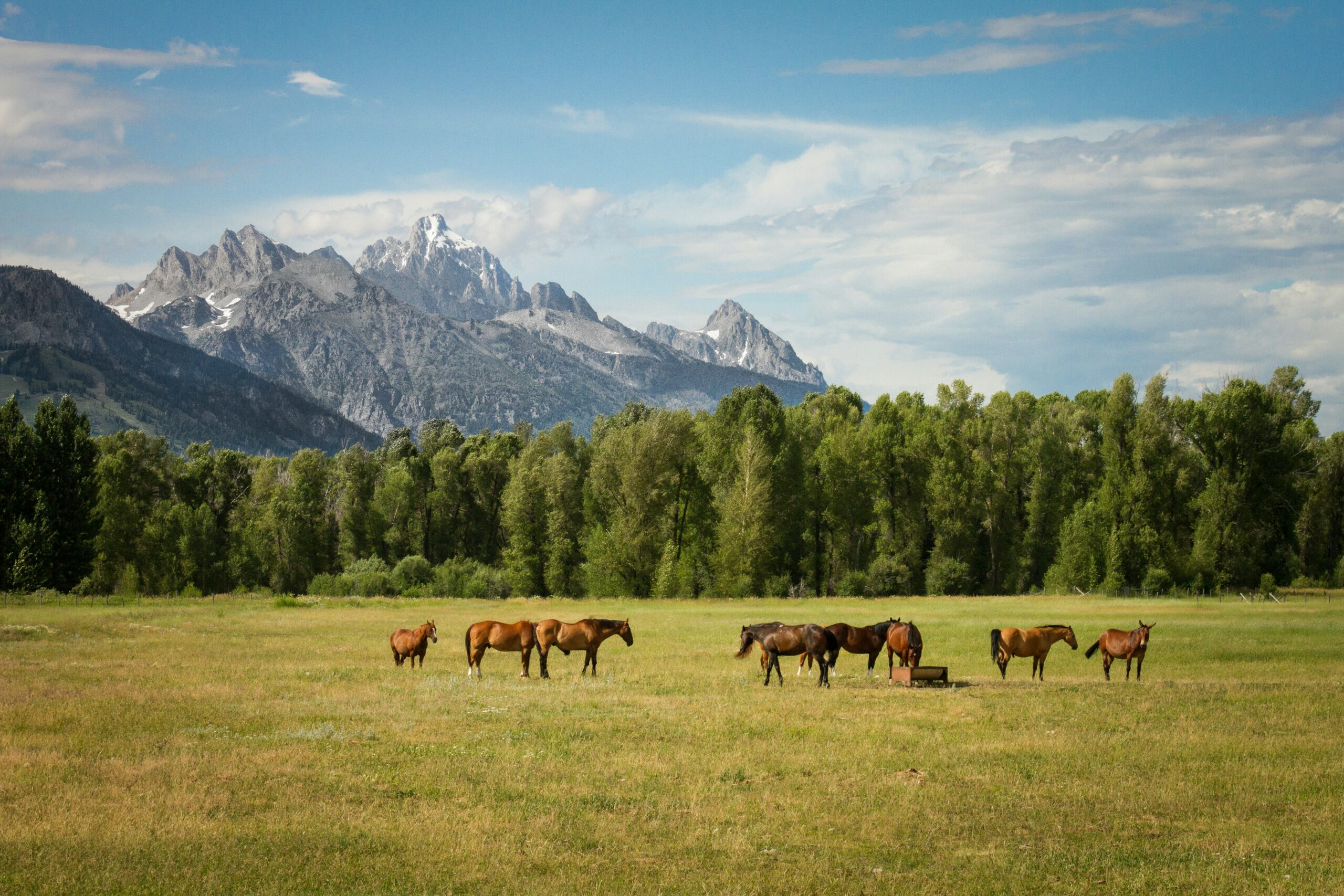 Colorado enhances surveillance of equine vector-borne diseases – CSU ...